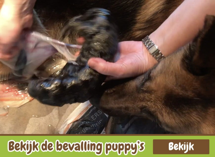 Hondenshop online dé online hondenshop waar hondenartikelen getest zijn