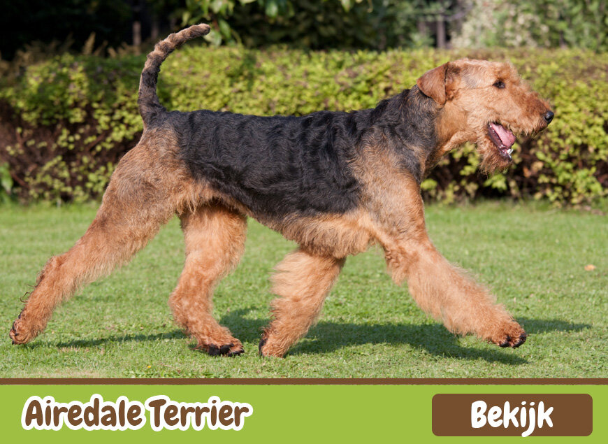 Alles over de Airedale Terrier: Kenmerken, Opvoeding en Verzorging