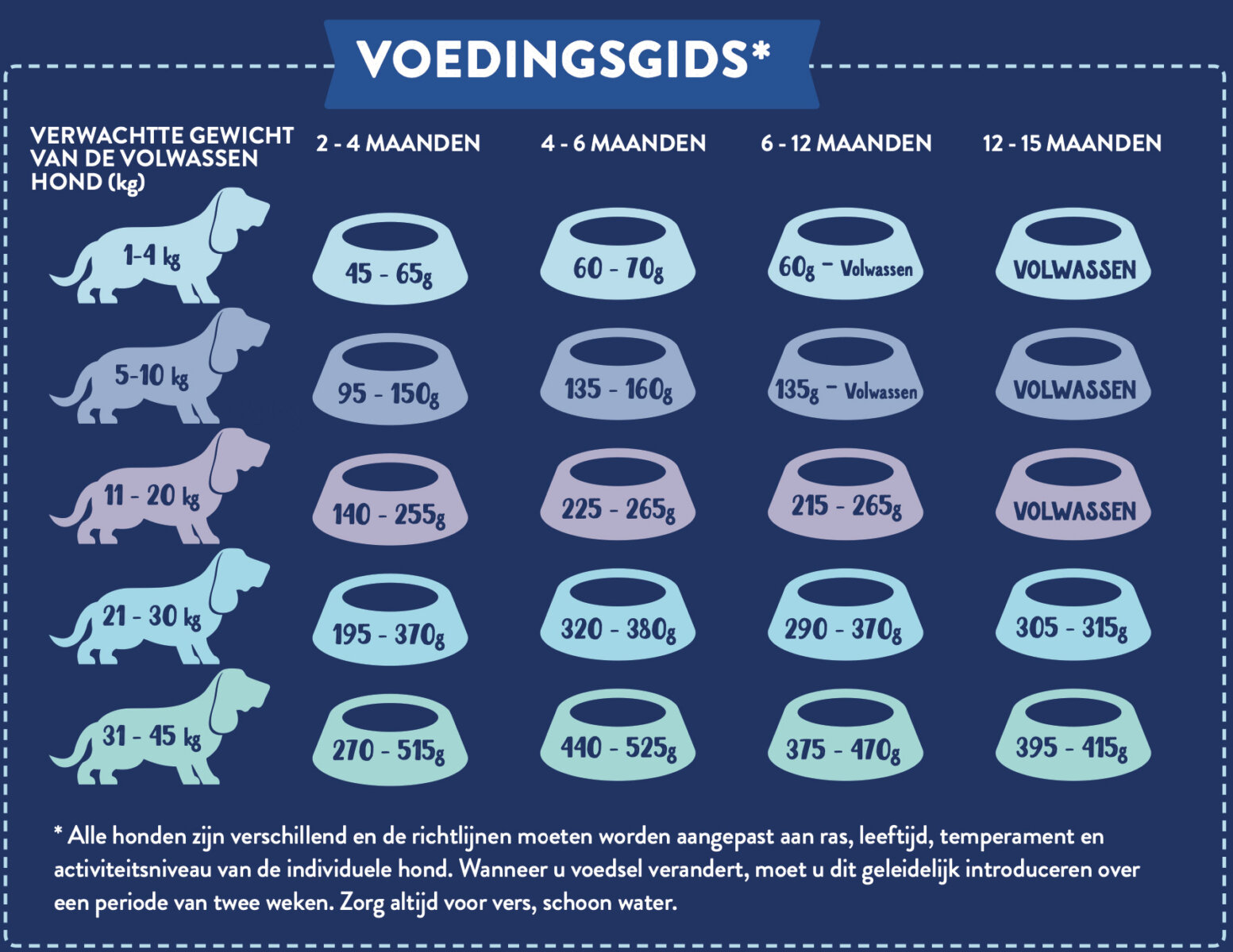 Wagging Excellent puppy Angus Rund